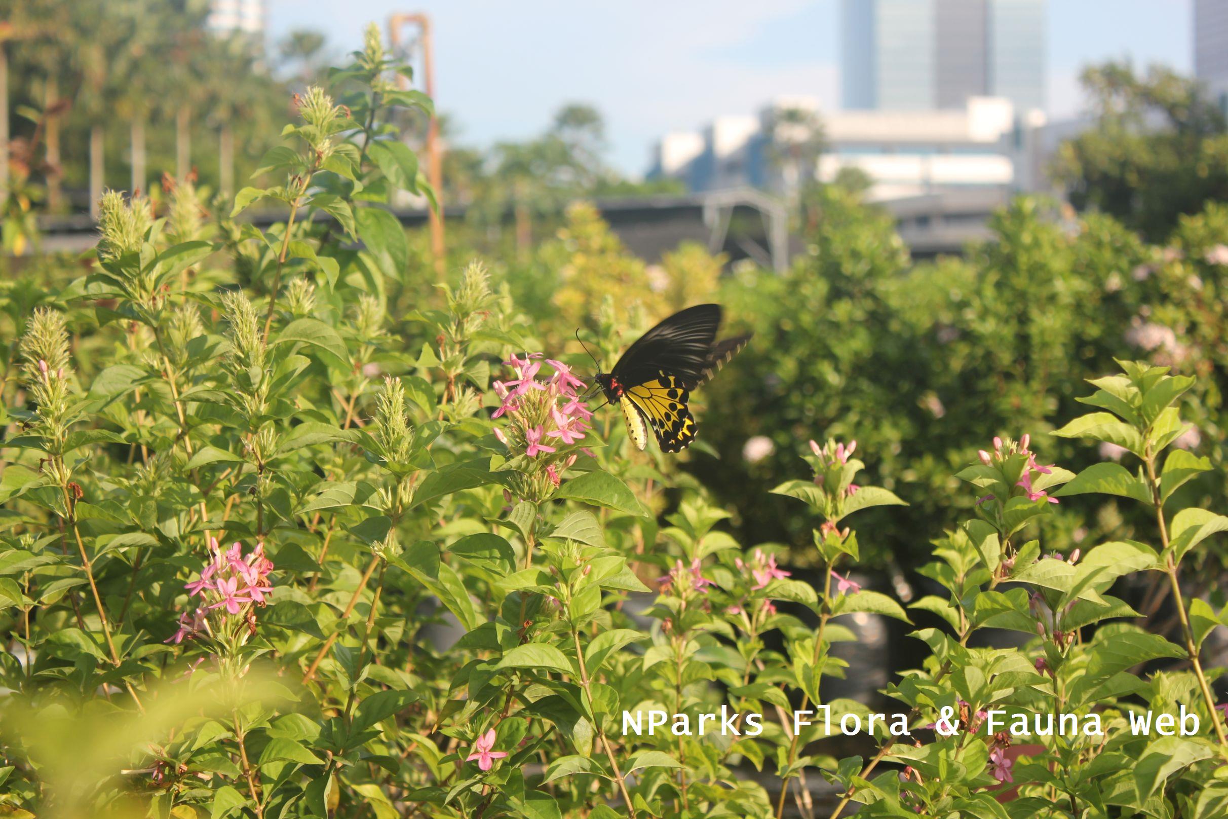 NParks | Ruspolia seticalyx