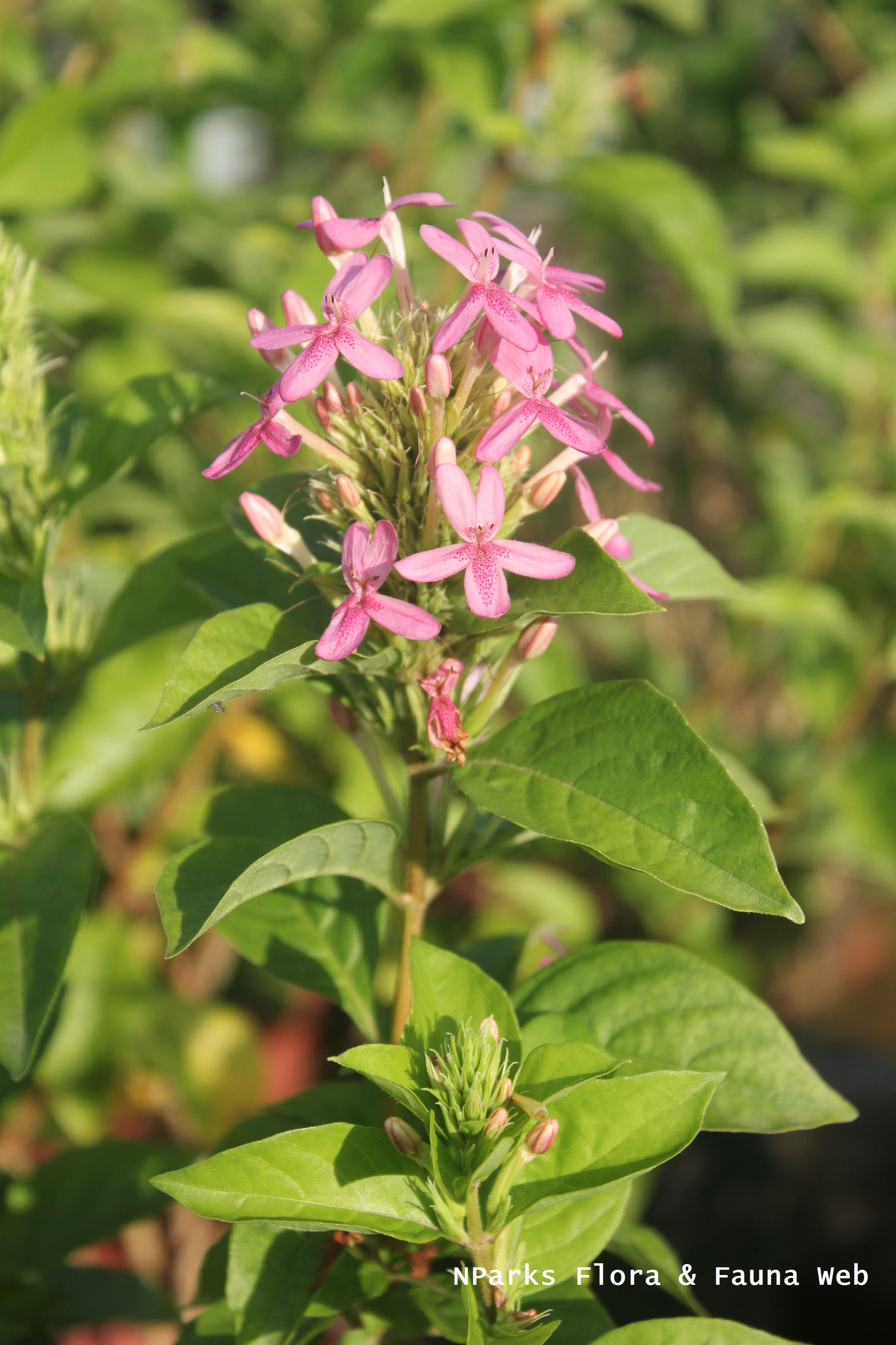 NParks | Ruspolia seticalyx