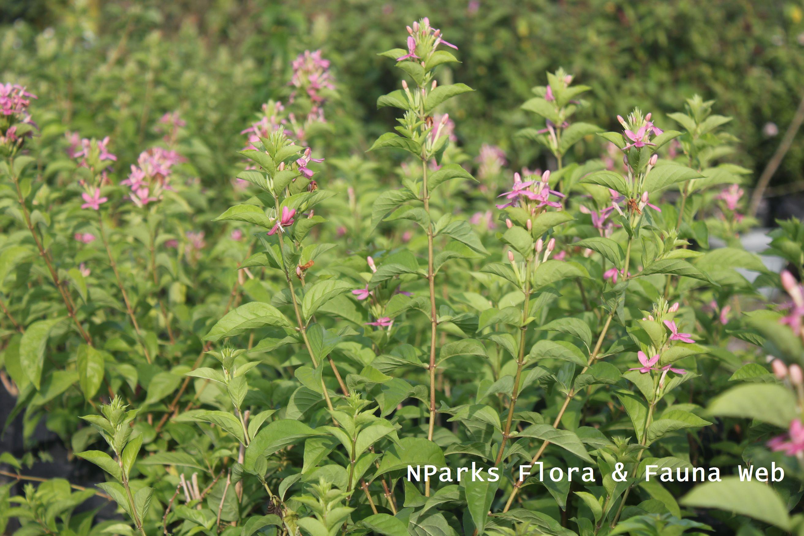 NParks | Ruspolia seticalyx