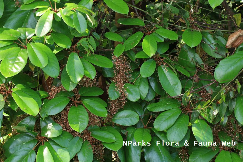 NParks | Sterculia cordata