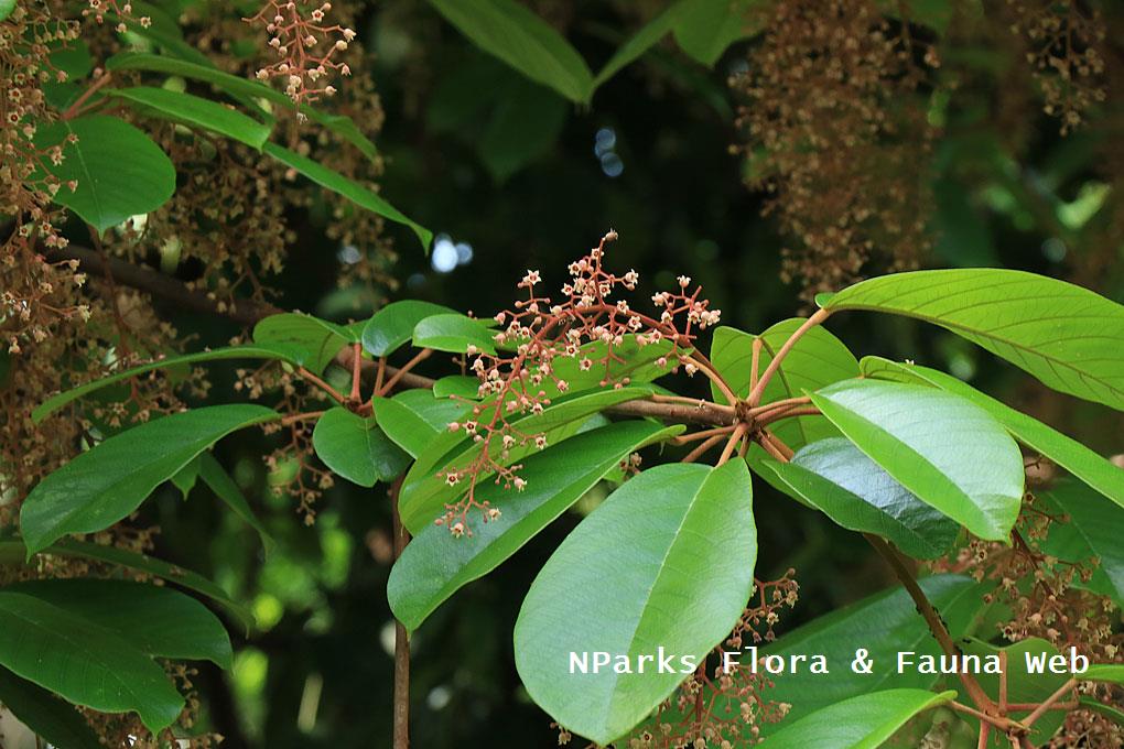 NParks | Sterculia cordata