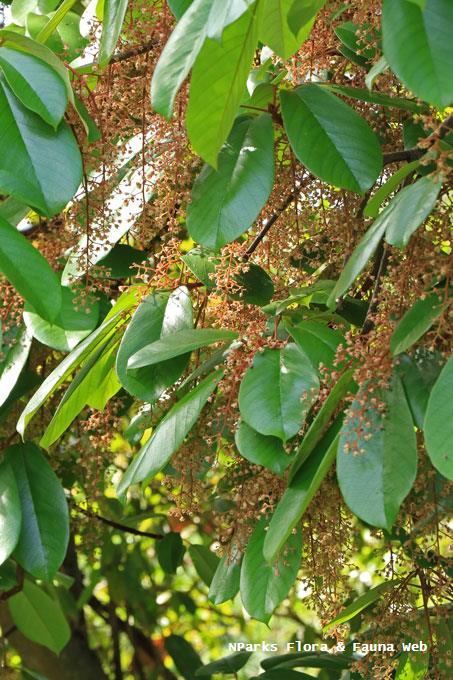 NParks | Sterculia cordata