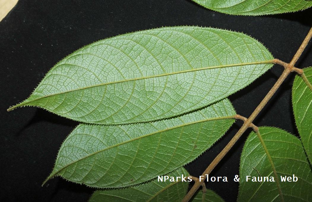 NParks | Canarium littorale