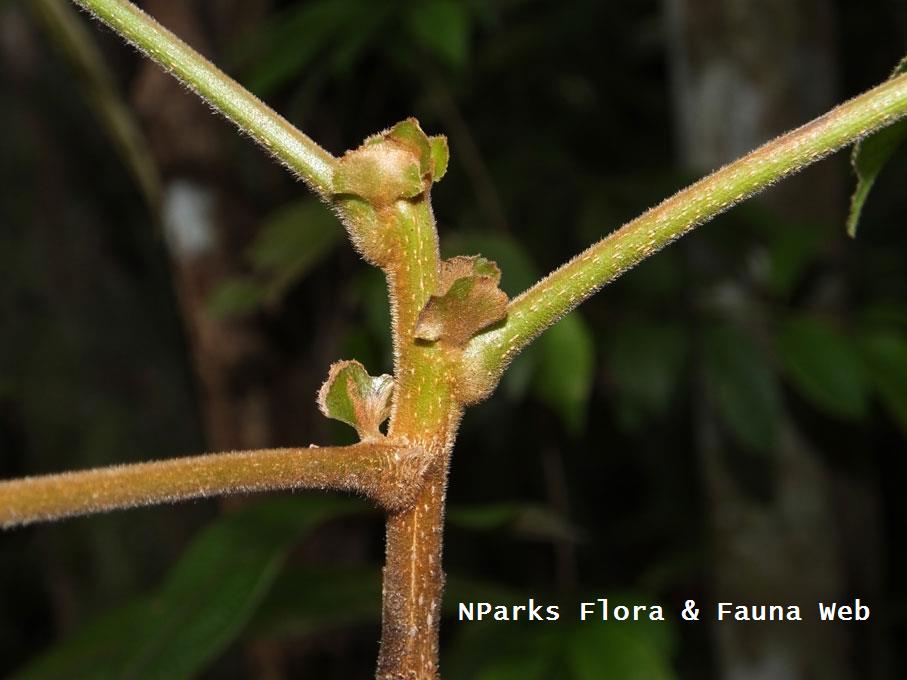 NParks | Canarium littorale