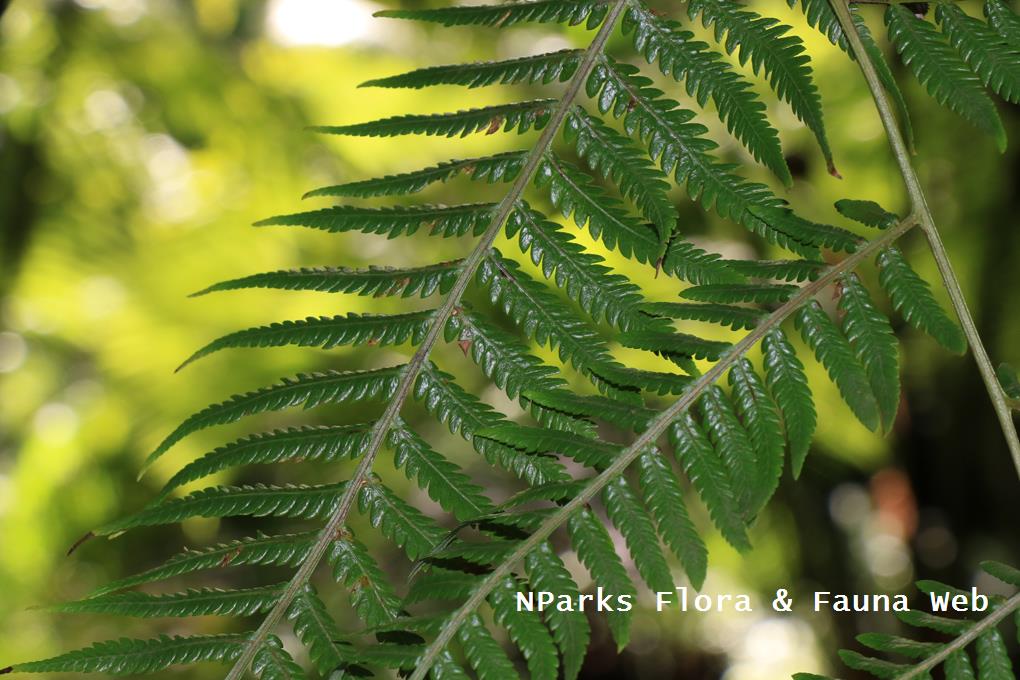 NParks | Cibotium barometz