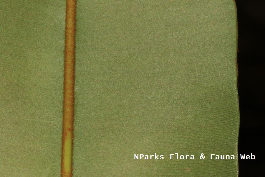 NParks | Calophyllum rufigemmatum