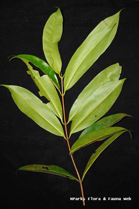 NParks | Cratoxylum arborescens