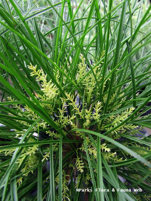 NParks | Cyperus 'King Tut'