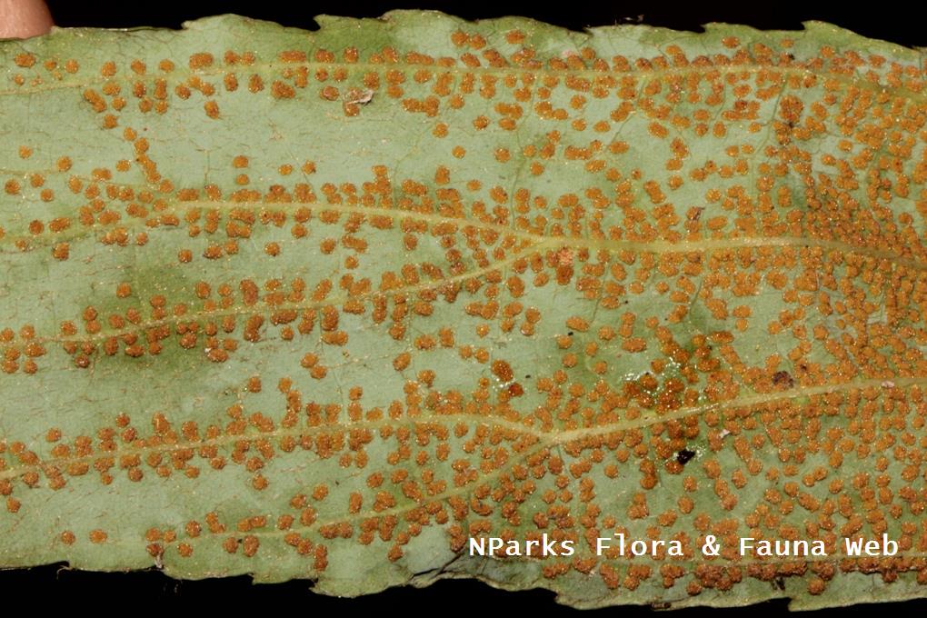 Dipteris conjugata – National Parks Board