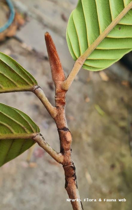 NParks | Dipterocarpus costulatus