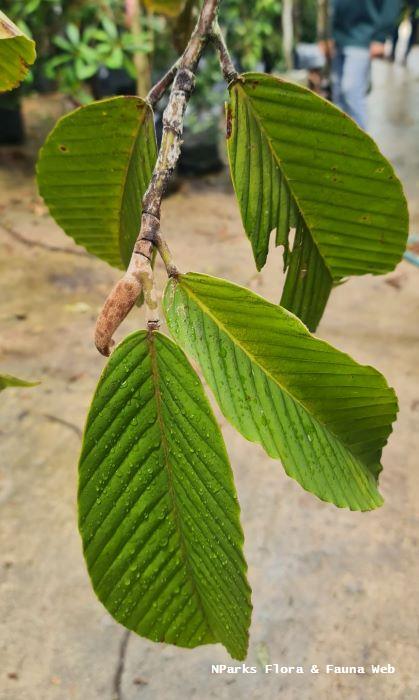 NParks | Dipterocarpus costulatus