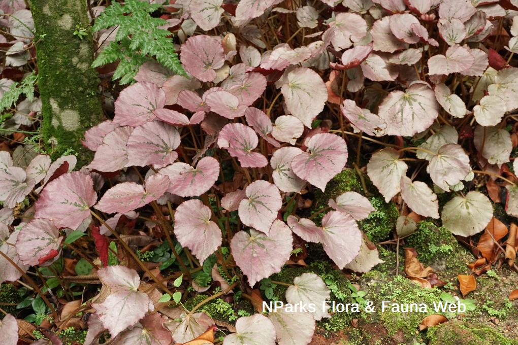 NParks | Begonia U192 'Martin's Mystery'