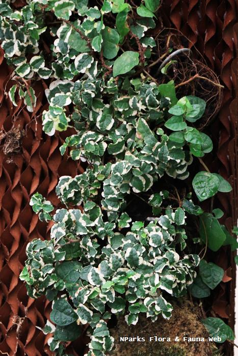 NParks | Ficus pumila 'White Sunny'