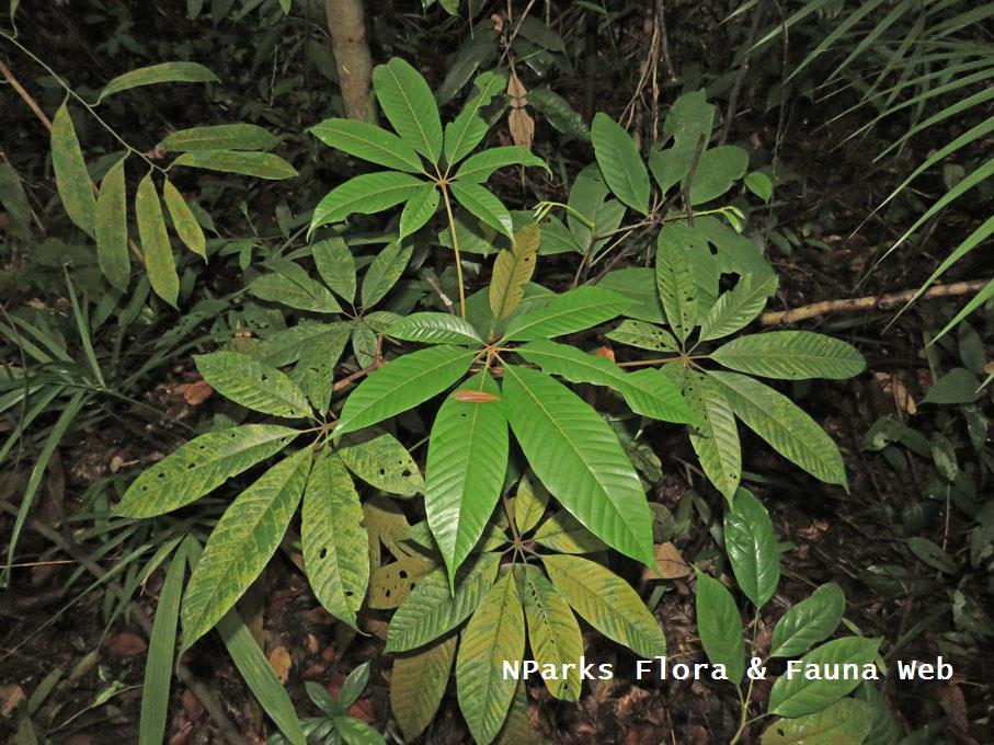 NParks | Heritiera simplicifolia