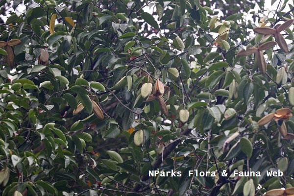 NParks | Lophopetalum wightianum