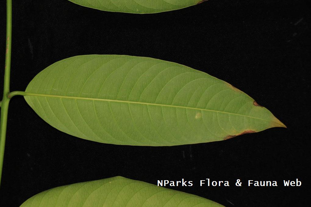 NParks | Lophopetalum wightianum