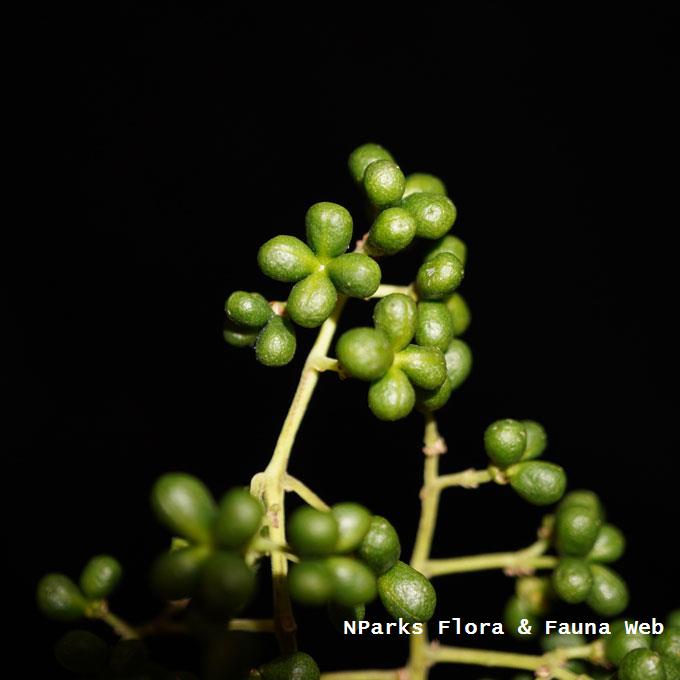 NParks | Melicope lunu-ankenda