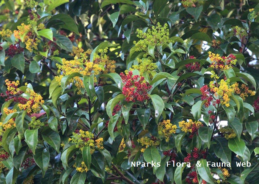 NParks | Terminalia molinetii