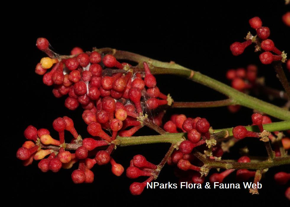 NParks | Nothaphoebe umbelliflora