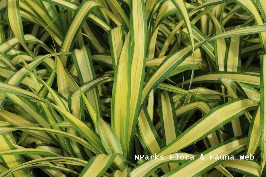 NParks | Pandanus tectorius Parkinson ex Du Roi(thornless)