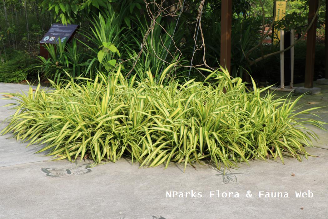 NParks | Pandanus tectorius Parkinson ex Du Roi(thornless)