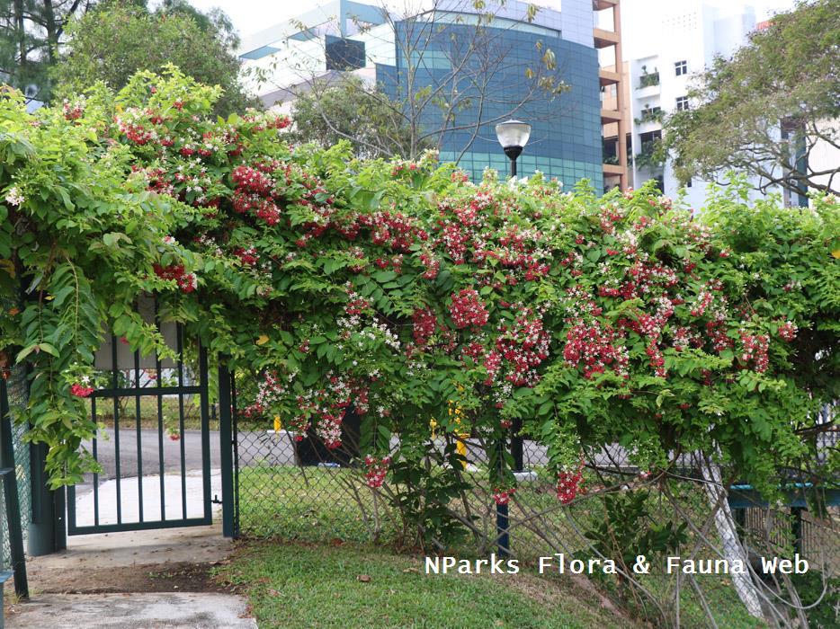 NParks | Combretum indicum (double-flowered)