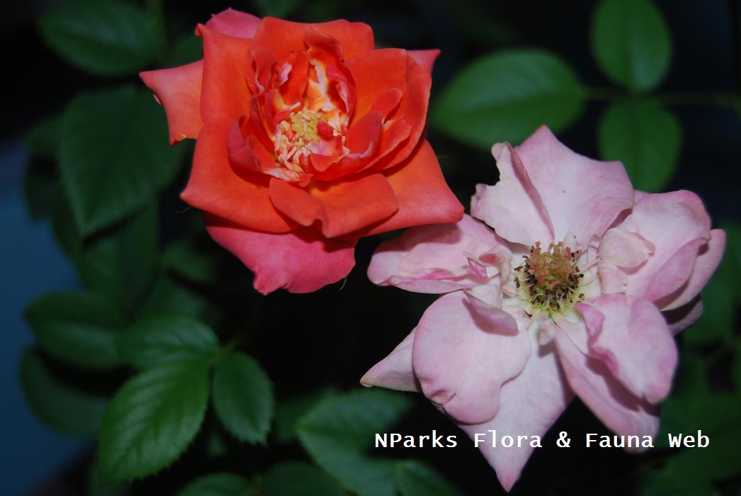 NParks | Rosa (miniature)