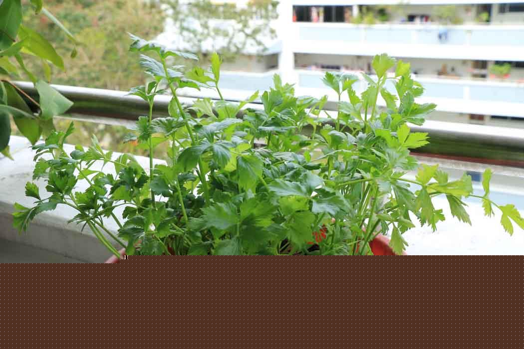 NParks | Terminalia molinetii