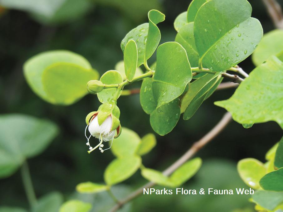 NParks | Sonneratia ovata