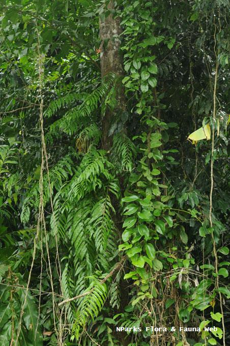 NParks | Stenochlaena palustris