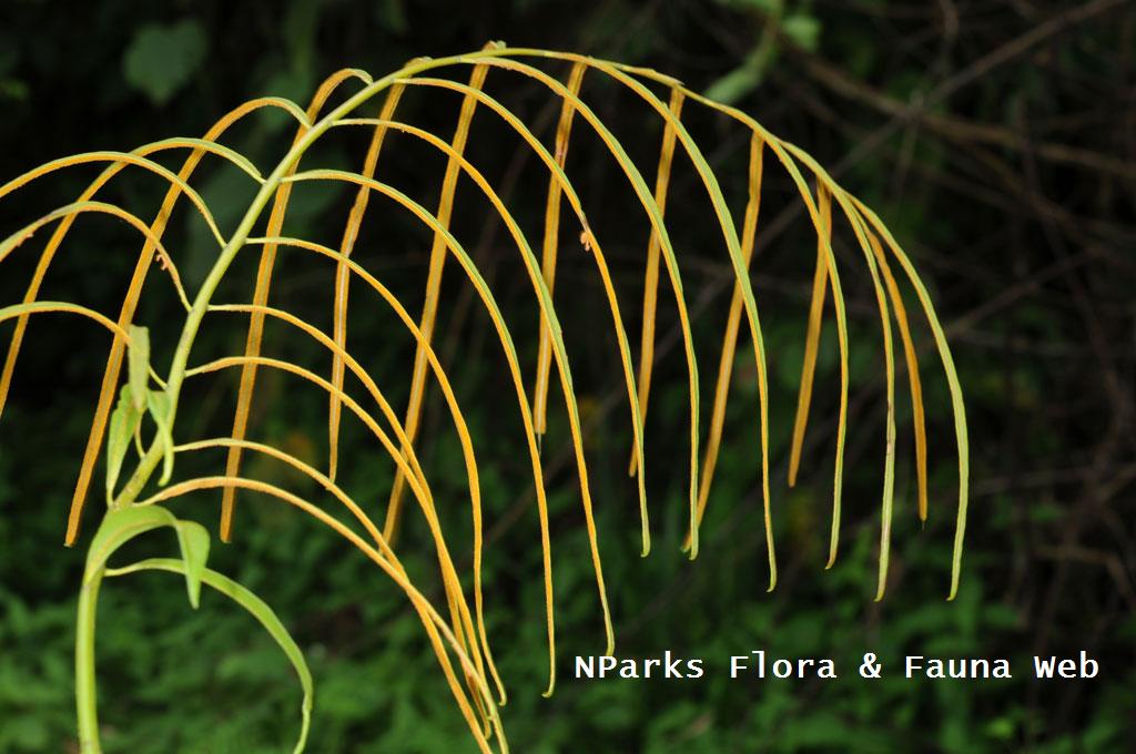 NParks | Stenochlaena palustris