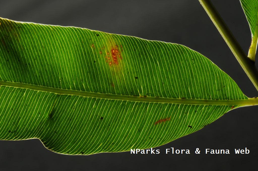 NParks | Stenochlaena palustris