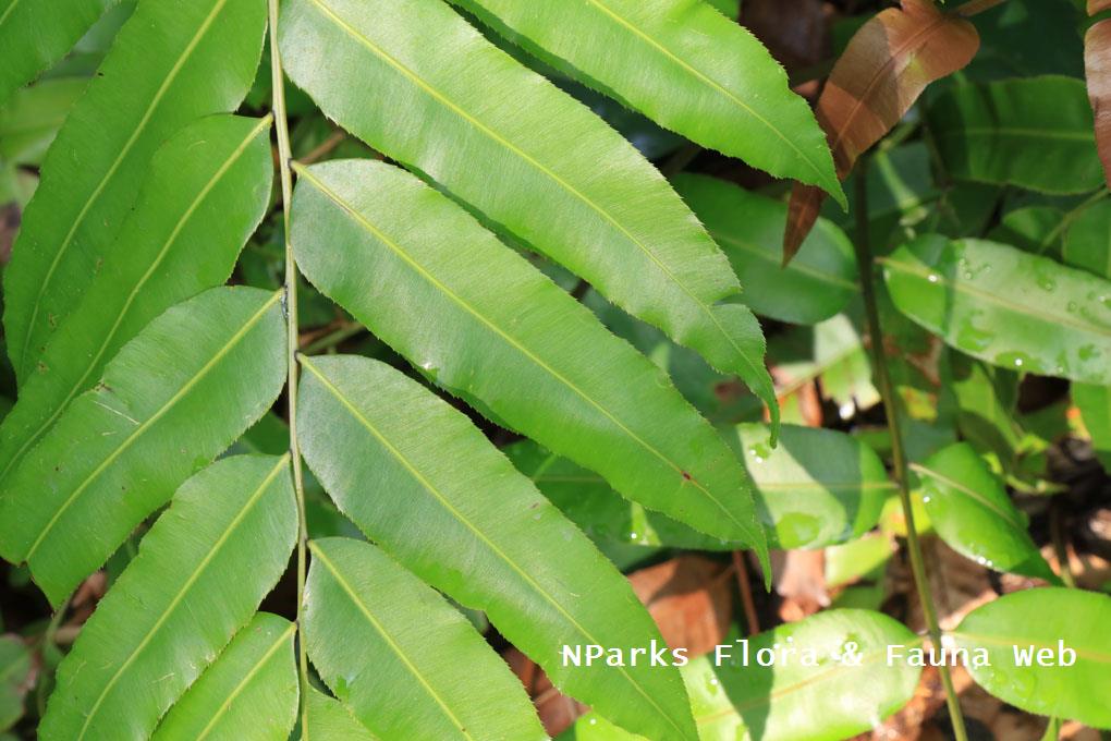 NParks | Stenochlaena palustris