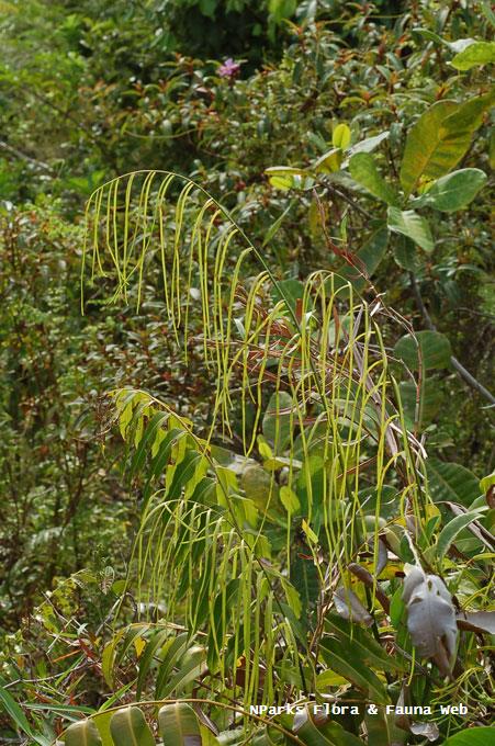 NParks | Stenochlaena palustris