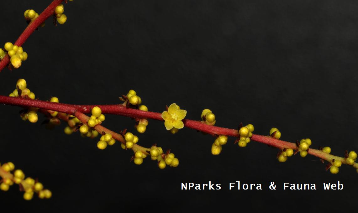 NParks | Swintonia schwenkii