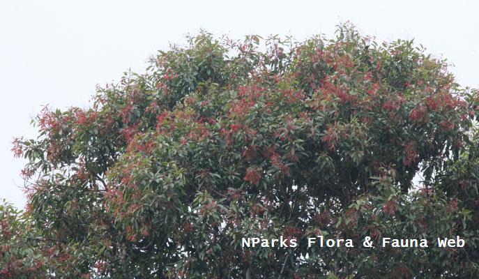 NParks | Swintonia schwenkii