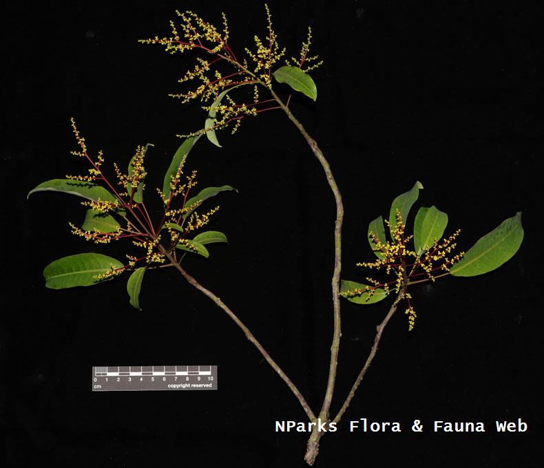 NParks | Swintonia schwenkii