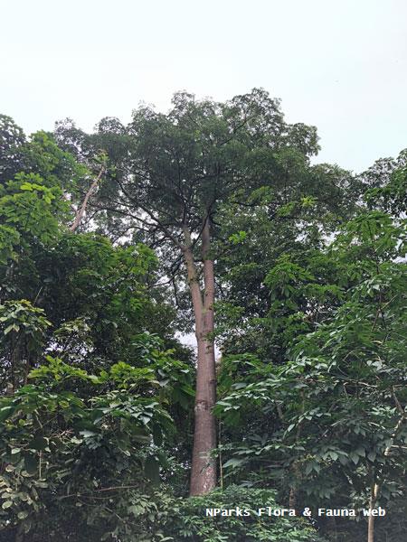 NParks | Swintonia schwenkii