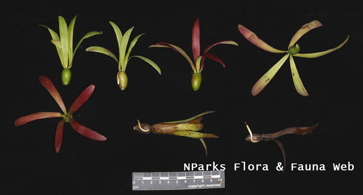 NParks | Swintonia schwenkii