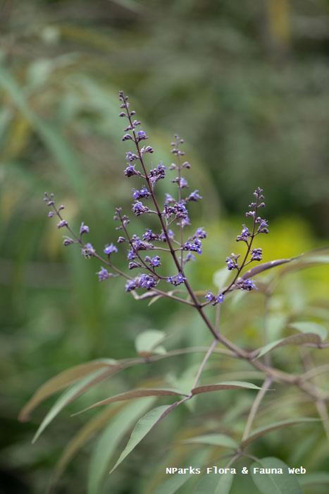 NParks | Javan Munia