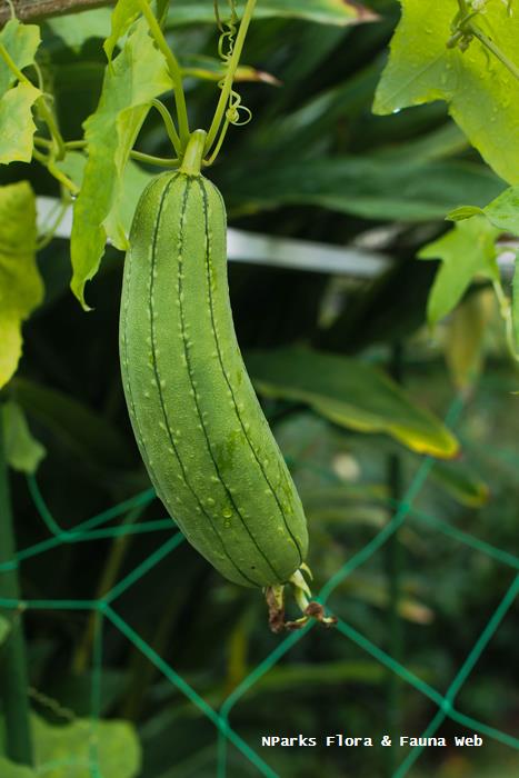NParks | Luffa aegyptiaca