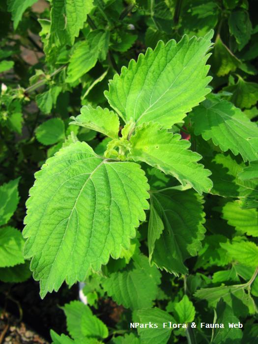 NParks | Pogostemon cablin