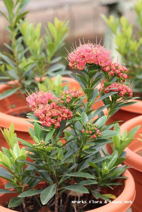 NParks | Xanthostemon (pink flowers)