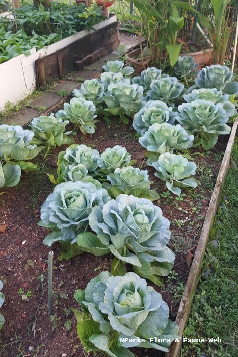 NParks | Brassica oleracea Acephala Group [ornamental cabbage]