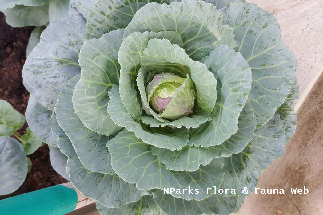 NParks | Brassica oleracea Acephala Group [ornamental cabbage]