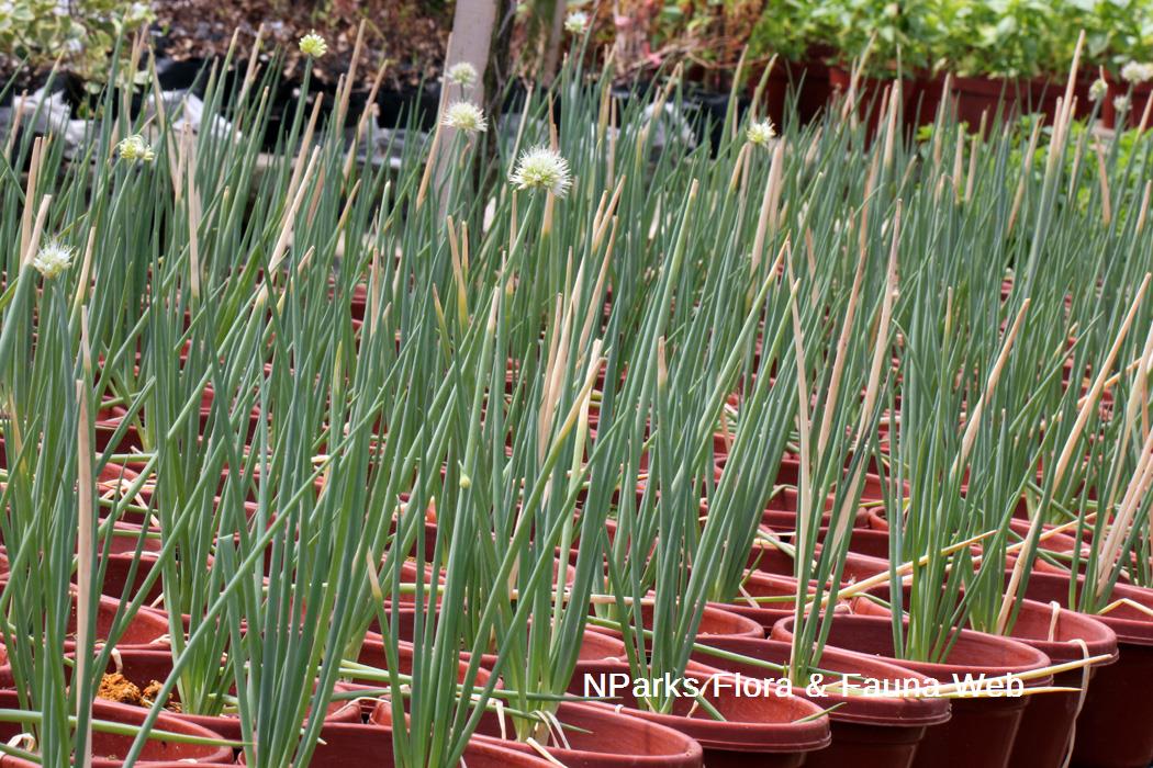 NParks | Allium fistulosum
