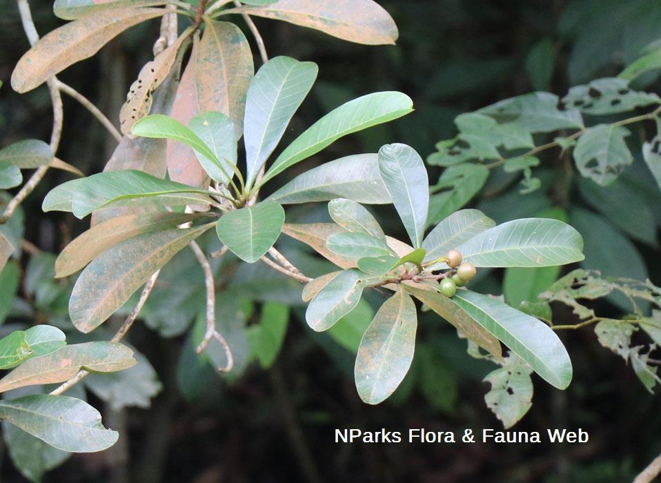 NParks | Pteleocarpa lamponga