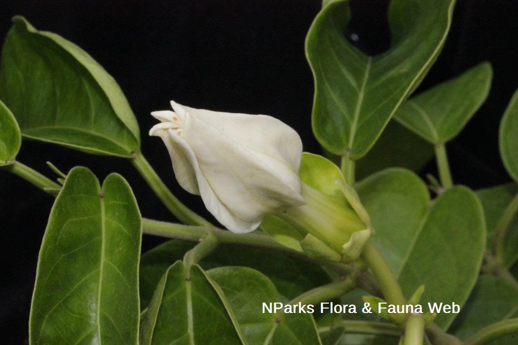 NParks | Jasminanthes maingayi