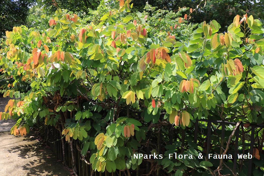 NParks | Phanera audax