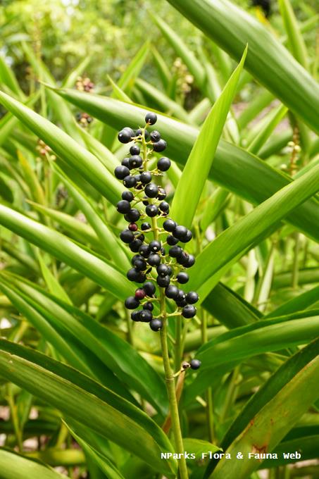 NParks | Alpinia aquatica